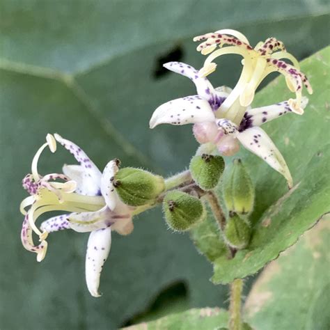 ホトトギス 花撮影技術 植物園紹介 花のブログ