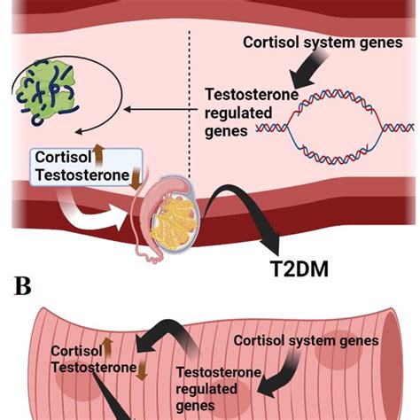 Correlation Analysis Between Stress System Genes Vs Download Scientific Diagram