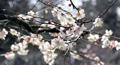 大聖寺梅鉢意味や由来は苗字 先祖 武将 有名人は家系のルーツは辿れる家紋の発光大王堂