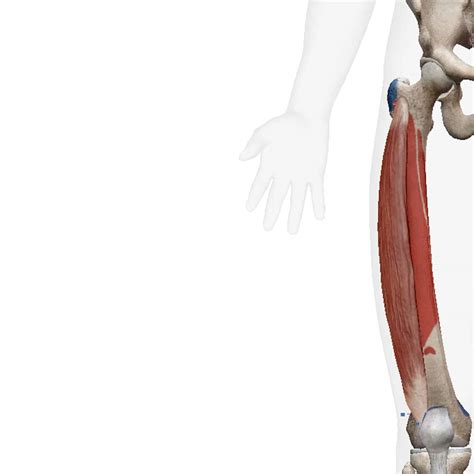 Vastus Lateralis Kettlebell Monster™