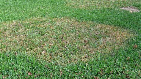 Brown Patch And Large Patch Disease Beach Landscaping Beach Landscaping