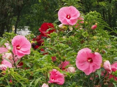 HIBISKUS BAGIENNY NASIONA OGROMNE KWIATY Oficjalne Archiwum Allegro