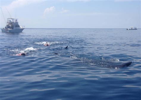 Tiburón Ballena La Majestuosidad Marina De Isla Mujeres Y Holbox
