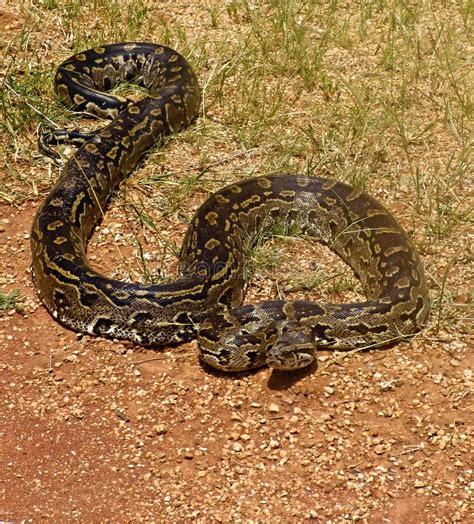 Python Rock Python Keeping Warm In The Sun Pythonidae Family Wildlife Series Aff