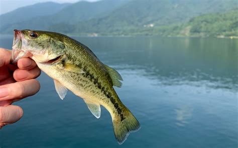 バス釣りの基礎知識！初心者が覚えておくべきバス釣りの基本！ バス釣りや海釣りの楽しさを伝える！釣りの旅