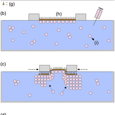 Raman Spectra Of A A Typical Rectangular Nanosheet B The Aa
