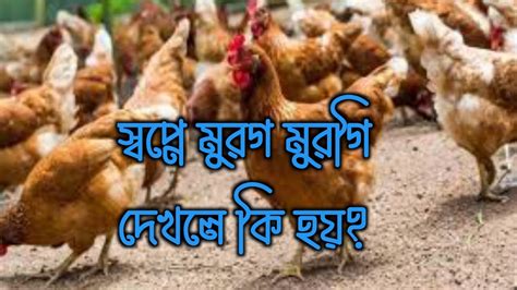 স্বপ্নে মুরগ মুরগি দেখলে কি হয় Shopne Morog Morgi Dekhle Ki Hoy