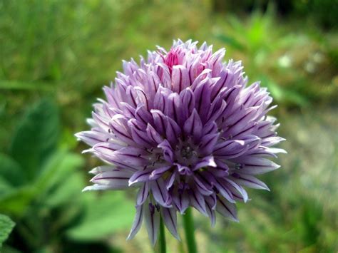 Chive Blossom