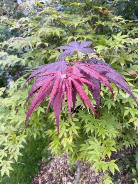 Identifying A “sport” R Japanesemaples