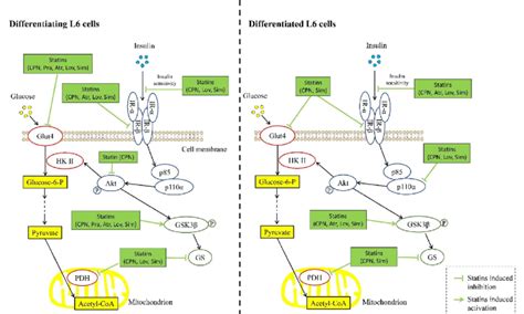 Schematic Diagram Of The Effects Of Statins On Glucose Metabolism And Download Scientific