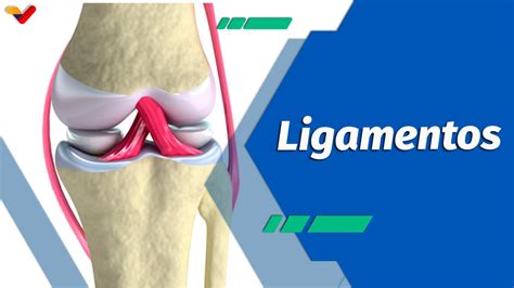 Actitud Saludable Los Ligamentos Son La Pieza Clave Para La