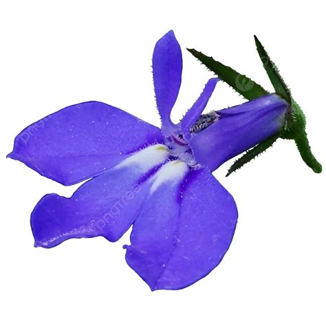 보라색 로벨리아 꽃 로벨리아 자주색 꽃 Png 일러스트 및 Psd 이미지 무료 다운로드 Pngtree