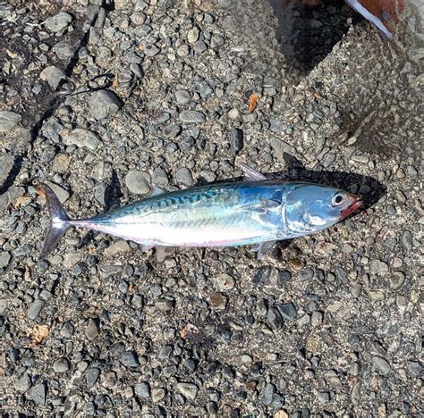 ゆりぴん さんの 2024年09月10日のソウダガツオの釣り・釣果情報静岡県 重寺港 アングラーズ 釣果500万件の魚釣り情報サイト