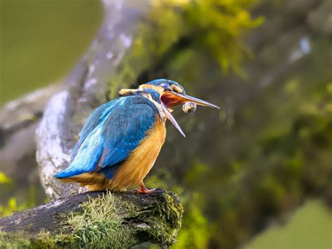 Gewölle... Foto & Bild | tiere, wildlife, wild lebende vögel Bilder auf ...