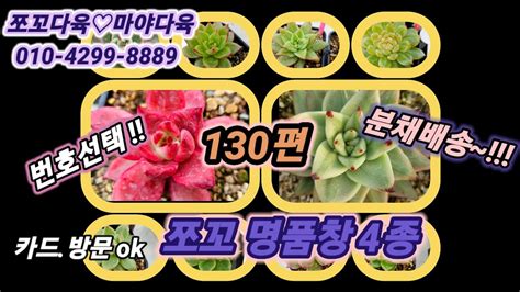 쪼꼬다육 130편쪼꼬명품4종분채배송번호선택창전문농장 Youtube