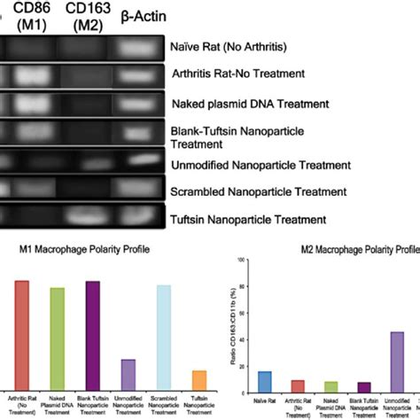 2 Structure Of Caelix ® Doxil ® From Gabizon A Shmeeda H And