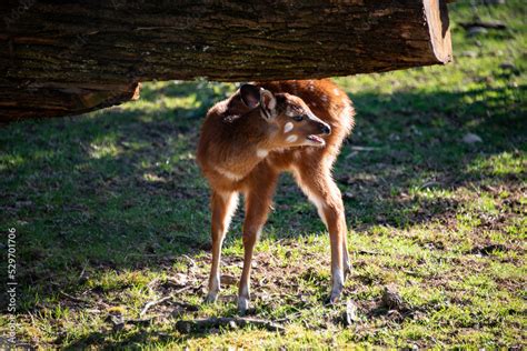 Piccolo Cucciolo Di Cervo In Un Prato Soro Stock Photo Adobe Stock