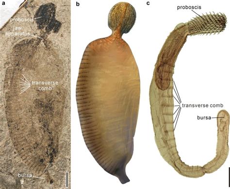 Mystery Solved 160 Million Year Old Fossil Reveals Origins Of Thorny