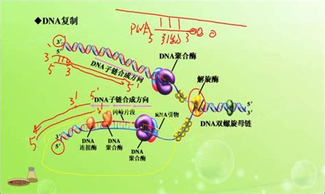 Dna引物 D引物 引物 第8页 大山谷图库