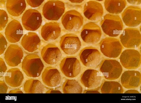Honey Bee Honeycomb With Several Eggs Stock Photo Alamy
