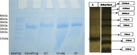 Sds Page Result Showing Results Marker Novex Sharp Pre Stained Protein