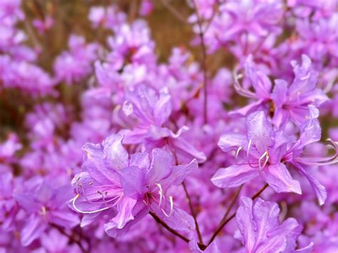 【富士本栖湖リゾート】富士芝桜まつり2025｜色鮮やかな芝桜が広がる花のじゅうたん！見頃・アクセス・楽しみ方 ひとりごと