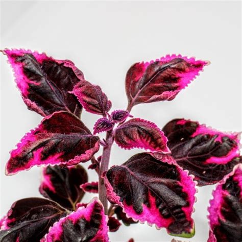 Trailing Plum Coleus Stunning Purple And Black Foliage