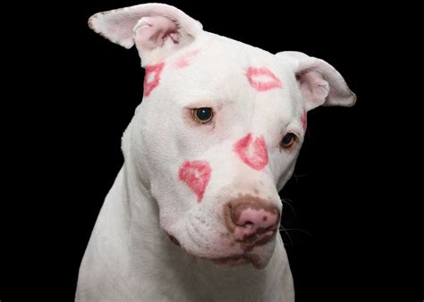 Pitbulls In Many Instances Aggressive Animals Have Been Subjected To