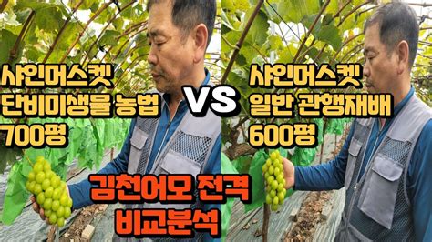 김천 어모 샤인머스켓 3월부터 단비 미생물 농법 700평 관행 재배 600평 샤인 농사 전격 비교분석 Youtube