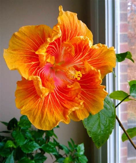 Orange Yellow Hibiscus R Flowers