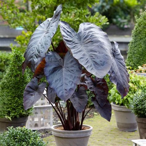 Garden State Bulb 911 In Diamond Head Elephant Ear Bulbs Bag Of 3