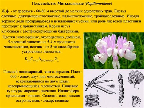 Группа порядков розиды - презентация онлайн