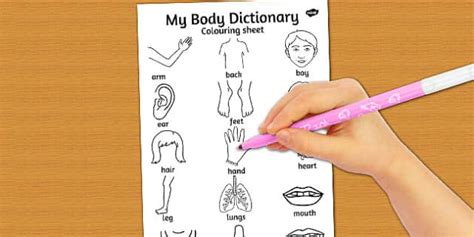 My Body Colouring Sheet Primary Resources Twinkl