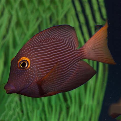 Koles Tang Fast Professional Service Abyss Aquatics