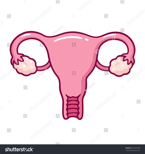 Hand Drawn Uterus Vector Illustration Simple Stock Vector Royalty Free