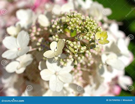 Selective Focus Of The Upper Buds Of A White Hydrangea Paniculata