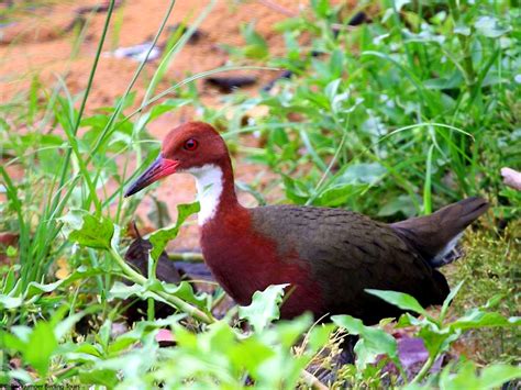 Extinct Bird Comes Back From The Dead 136000 Years Later Editorials