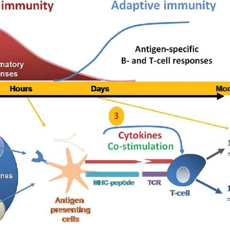 Pdf Adjuvant System As01 Helping To Overcome The Challenges Of