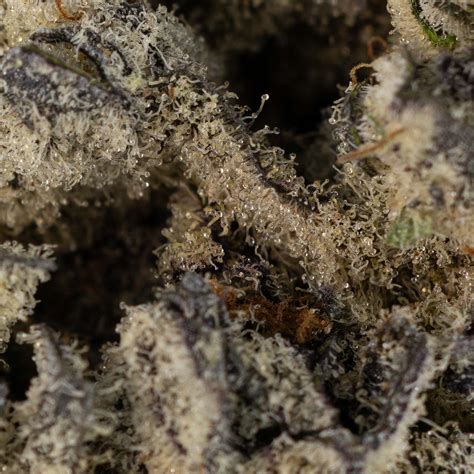 Alien Mints Skookum Cannabis