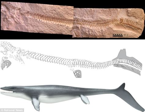 The T Rex Of The Ocean Fossil Reveals 85 Million Year Old Prognathodon