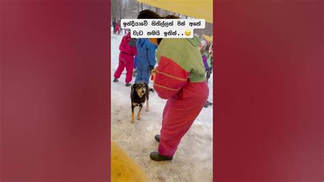 හන්සමාලී කොහේ ගියත් පින් අතේ වැඩ තමයී බලු සුරතල් පින් වැඩ Trending Viral Subscribe Youtube