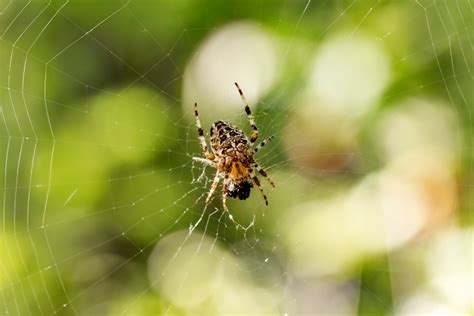 Top Common UK Spiders You Ll Find In Homes And Gardens