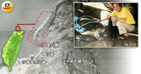 潮間帶殺手2／海岸填平！綠蠵龜洄游迷路了 淡水人慟：牠找不到家 社會 Ctwant