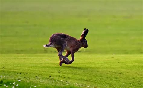 Quali Sono Le Differenze Tra Una Lepre E Un Coniglio