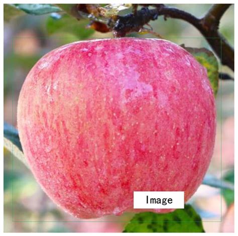 Processes Free Full Text Research On The Real Time Detection Of Red Fruit Based On The You