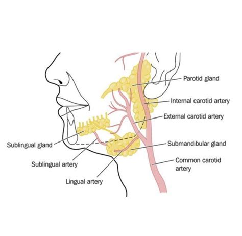 Parotid And Submandibular Glands Tumor Cause Symptoms And Treatment
