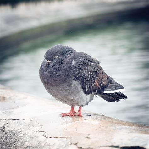 Fat Sleepy Borb R Borbs