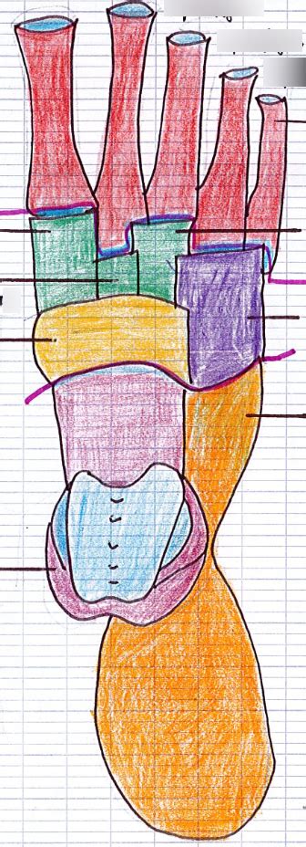 Diagramme de MEMBRES INFÉRIEURS Le pied P2 Quizlet