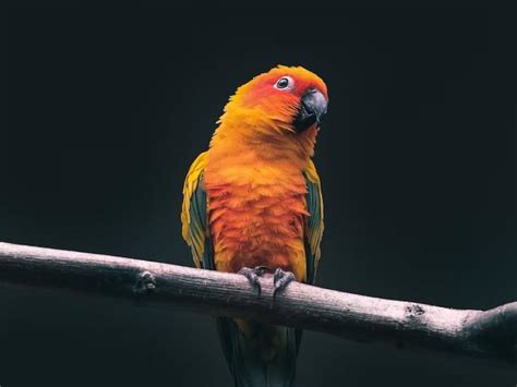 Soñar Con Loro Pequeño