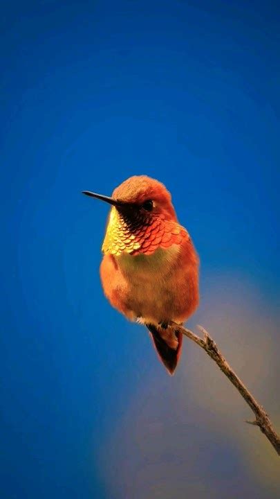 Amazing Birds 🐦 🐦‍⬛ Youtubeshorts Shortsfeed Shorts Wildbirds